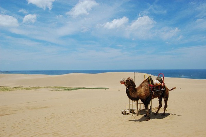 Tottori Sand Dunes: A Mini Desert in Japan | Amusing Planet